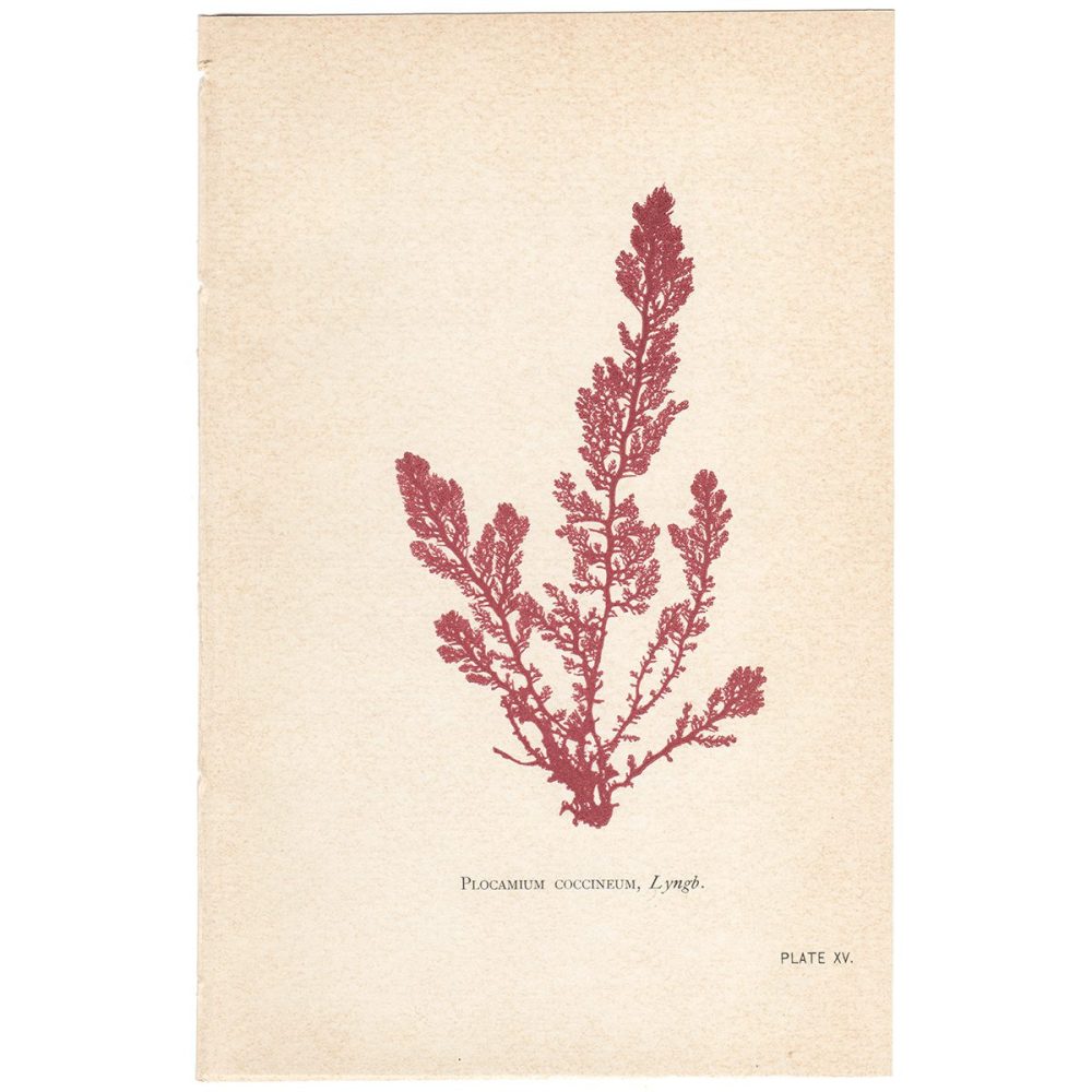 Hervey Sea Moss Plate 15 Plocamium Coccineum - Summer Weeds