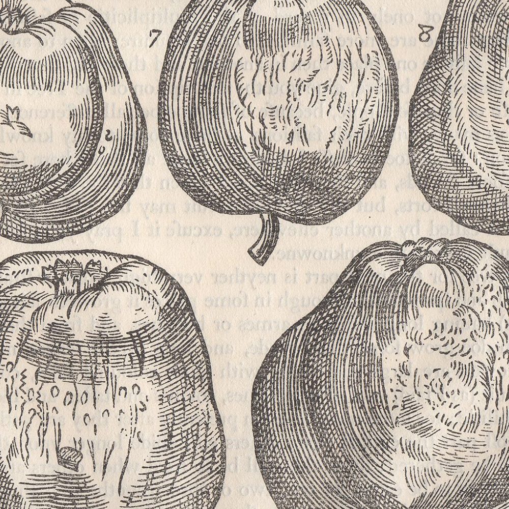 The Alluring World of Malum Malus Apples