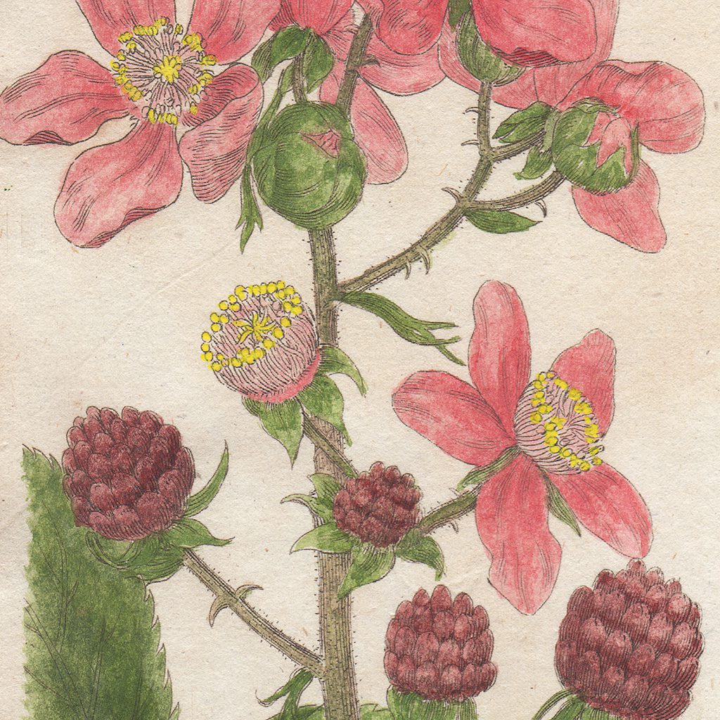 Thornton Botany Plate 12 Common Bramble - Summer Weeds