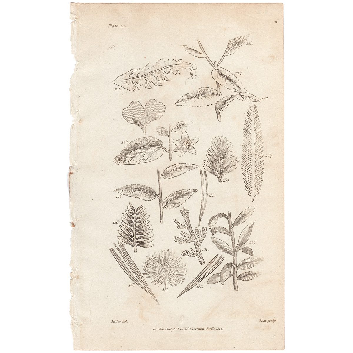 Thornton Botany Plate 24 Kinds of Leaves - Summer Weeds
