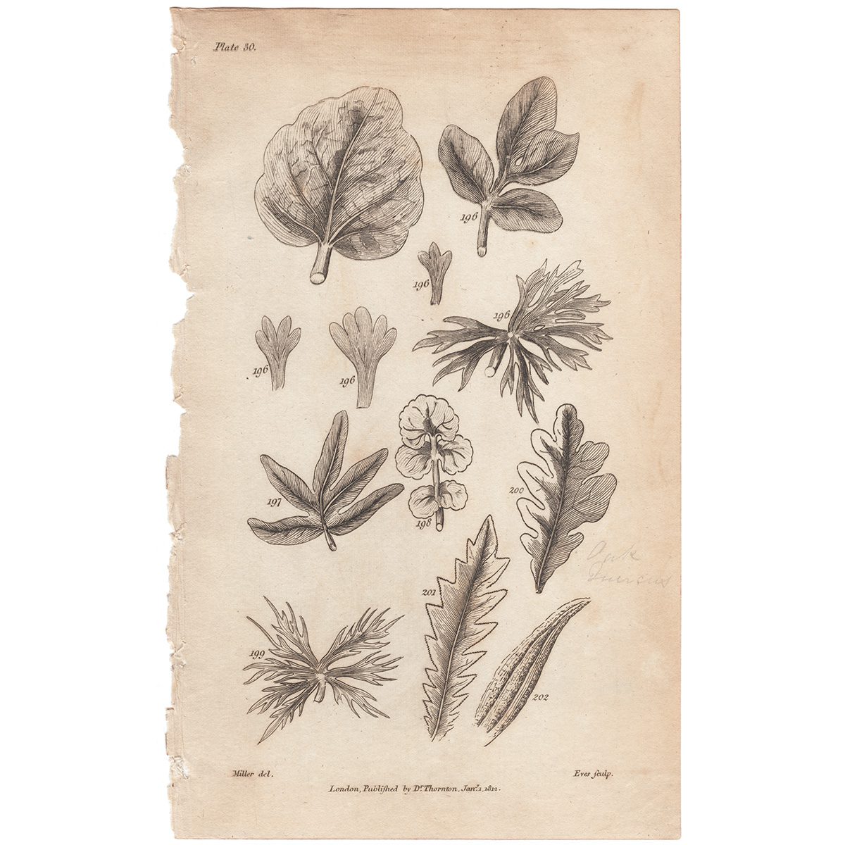 Thornton Botany Plate 30 Kinds of Leaves - Summer Weeds
