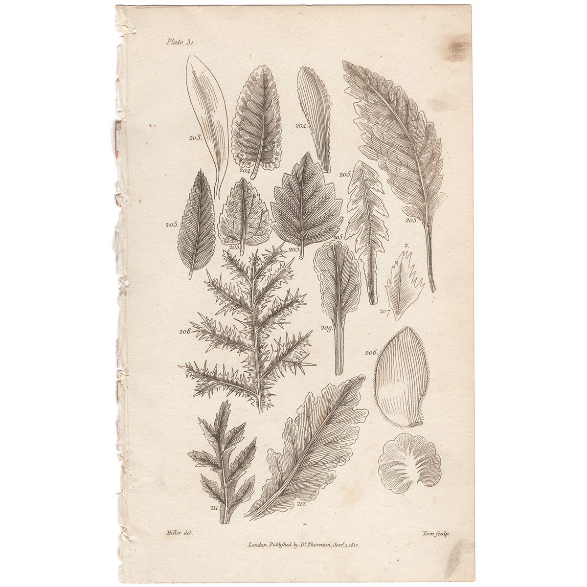 Thornton Botany Plate 31 Kinds of Leaves - Summer Weeds