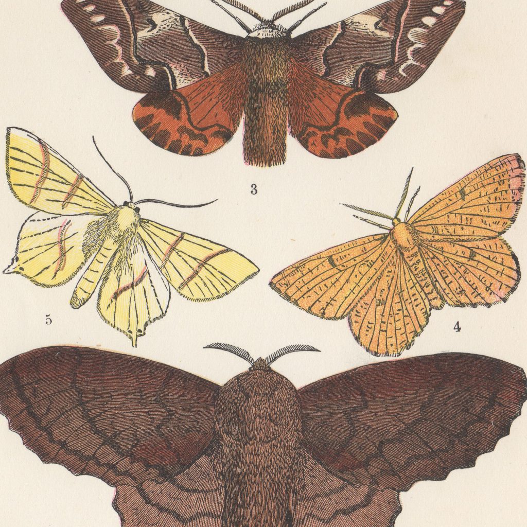 Wood Moths of England Shop - Summer Weeds