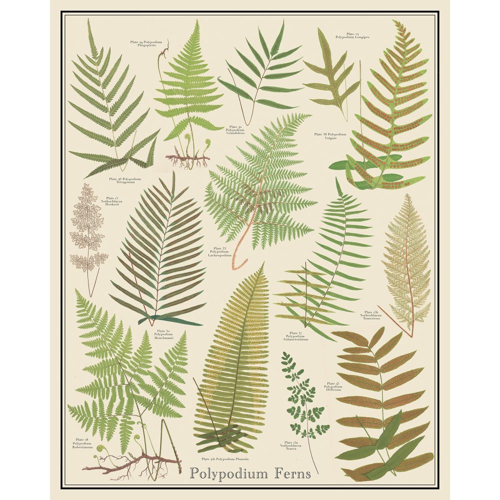 Polypodium Ferns Identification Poster 16x20 - Summer Weeds