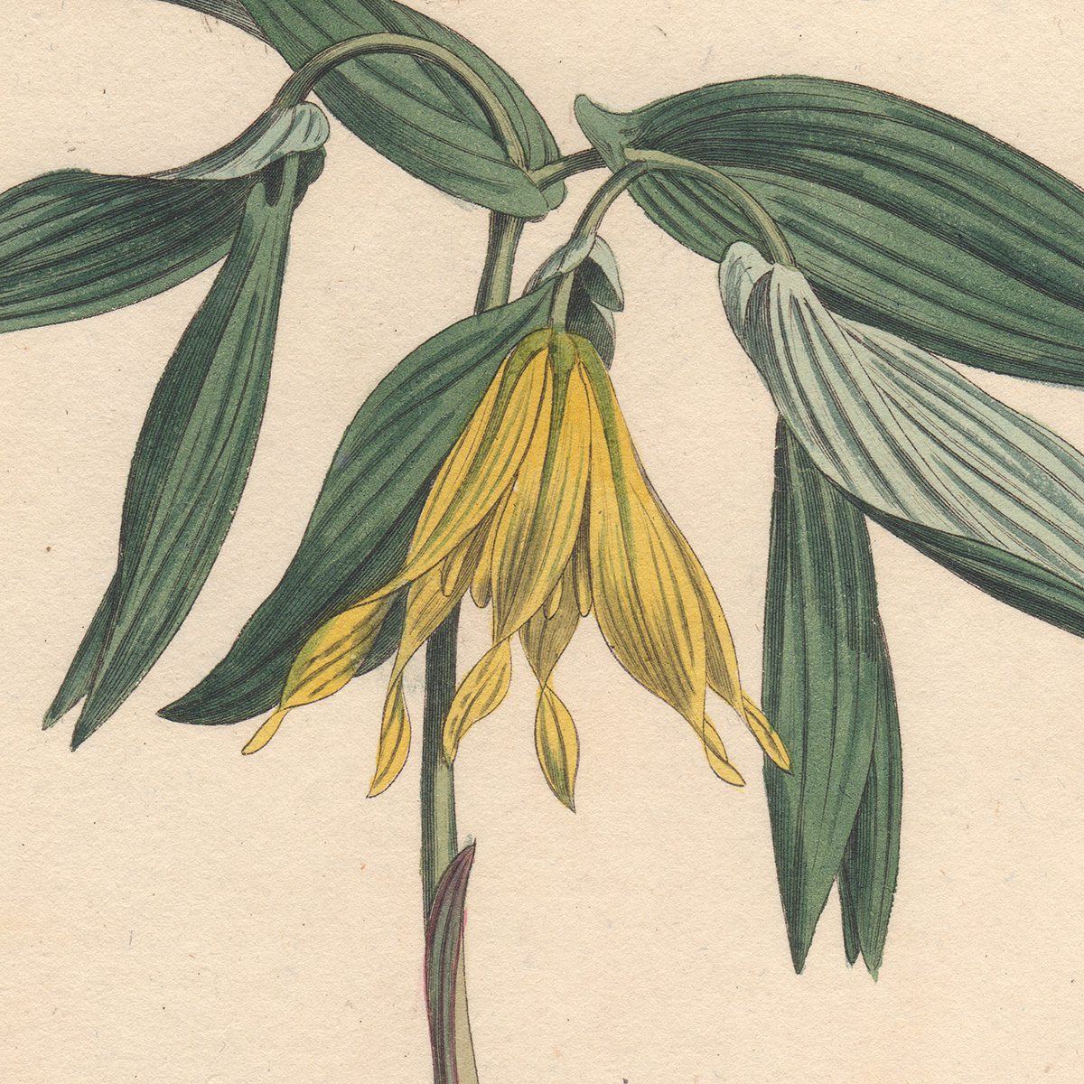 Curtis Plate 1112 Large Yellow Uvularia - Summer Weeds