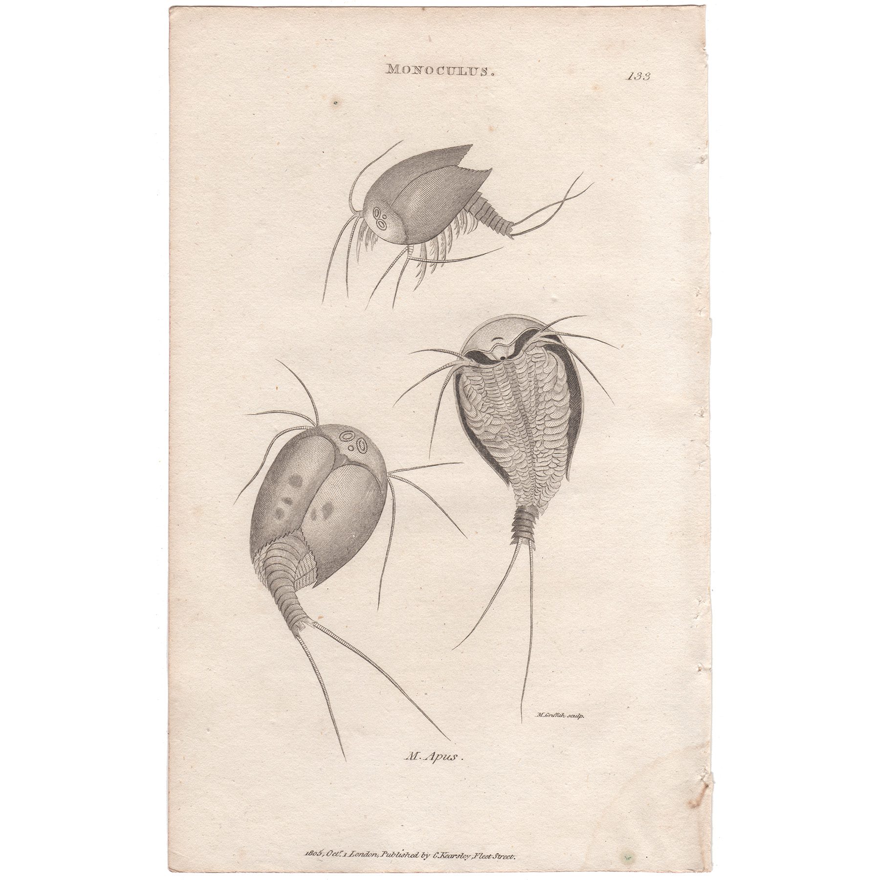 Shaw Insects Plate 133 Cancroid Monoculus - Summer Weeds